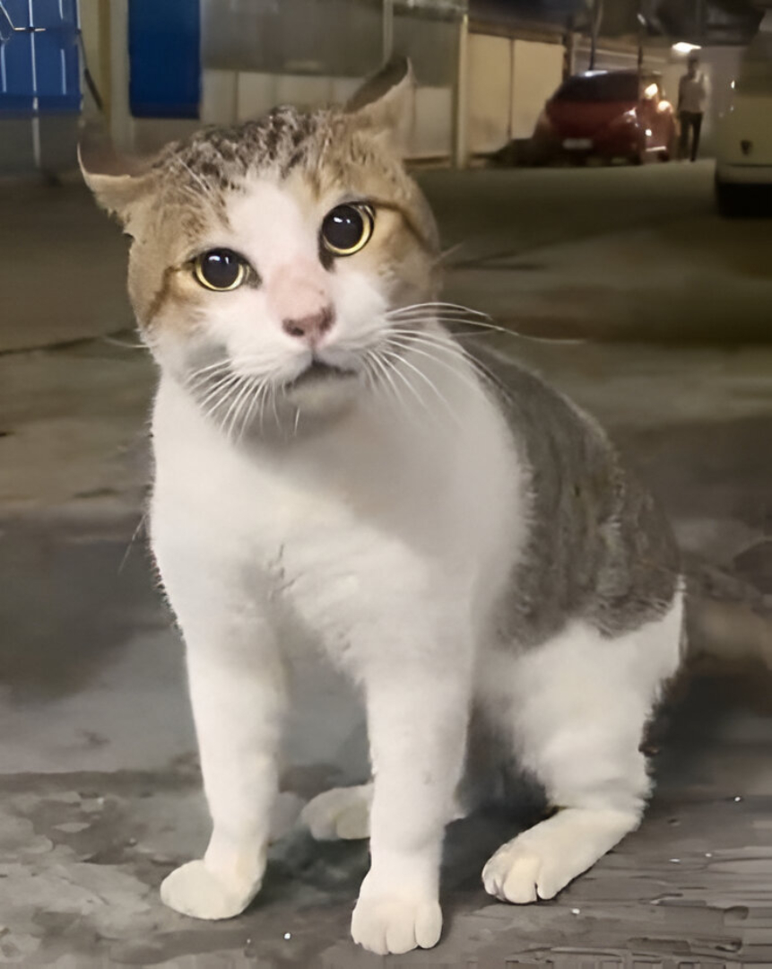 The 7 Lives of the Egyptian Baladi Cat From the Streets of Cairo ...