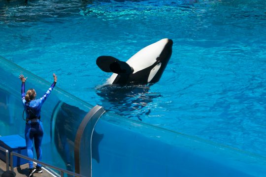 The Lore of Orca: Killer Whale or Just Whale Killer Misunderstood?